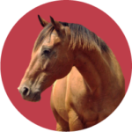 Global Micro | Australia’s most innovative pet microchip database.