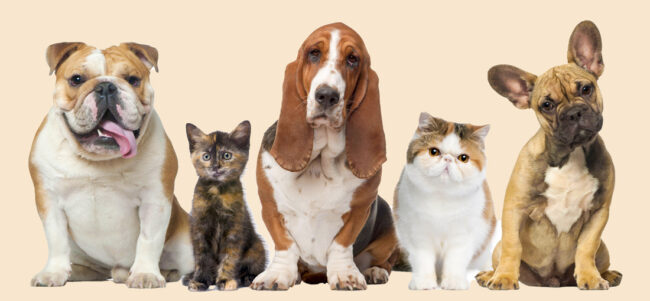 Global Micro | Australia’s most innovative pet microchip database.