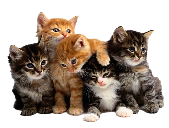 The Most Beloved Cat Breeds in Australia - Global Micro Animal Registry